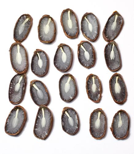 Persimmon seeds forecast calls for another wet, mild winter