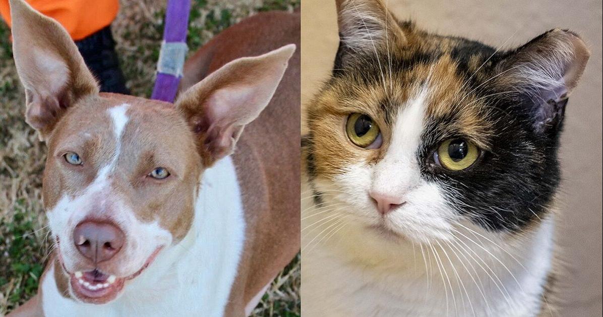 Pawsitively adorable: Meet 45 adoptable dogs and cats looking for love ...