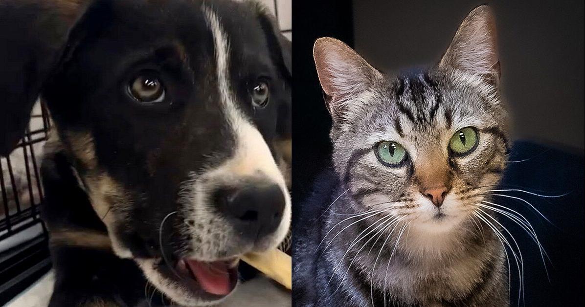 Pawsitively adorable: Meet 33 adoptable dogs and cats looking for love ...