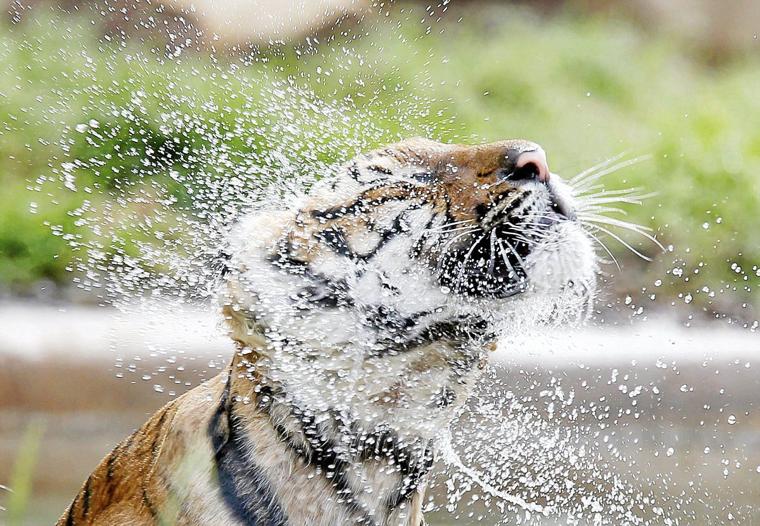 SEEN: Tiger cubs still in cute kitten phase at Tulsa Zoo