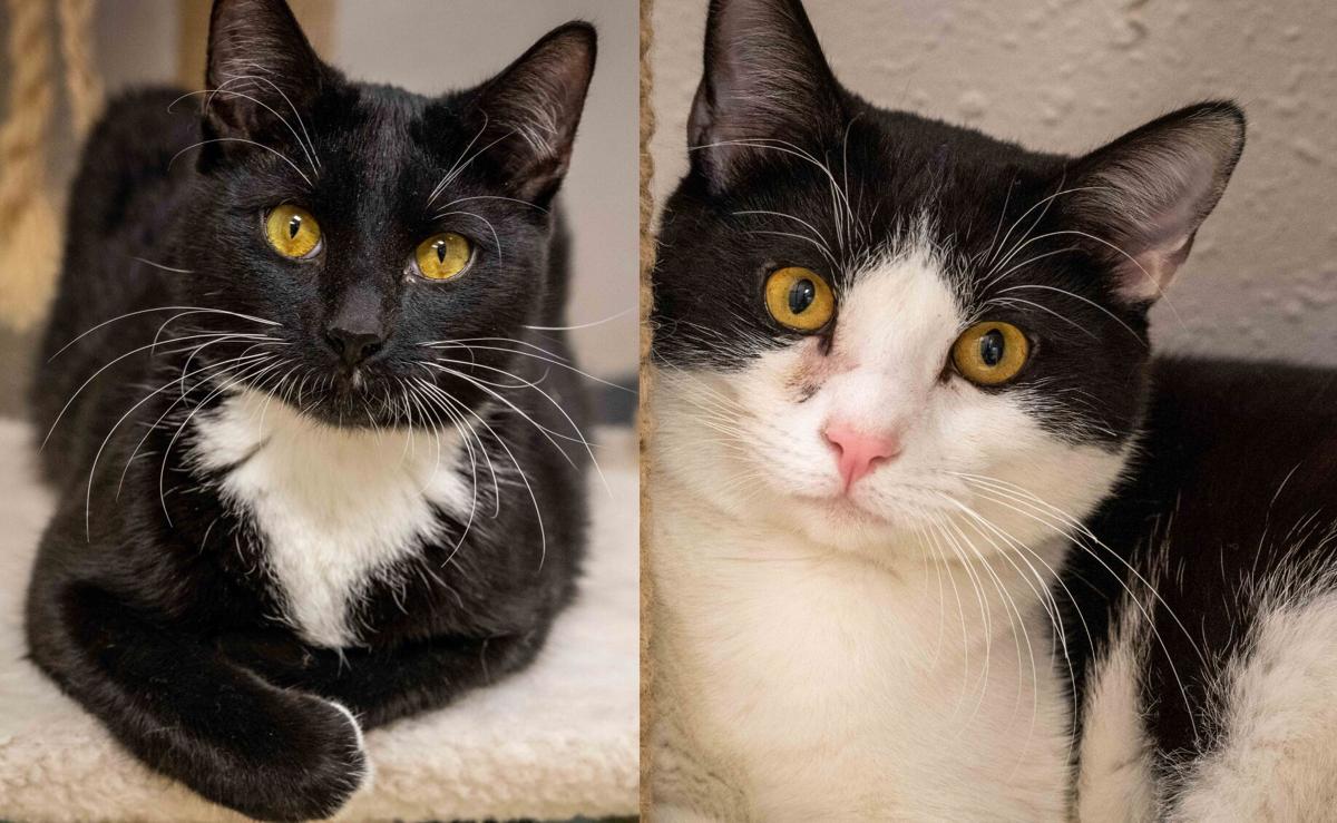 Osage Nation principal chief talks 'Killers of the Flower Moon' film ...