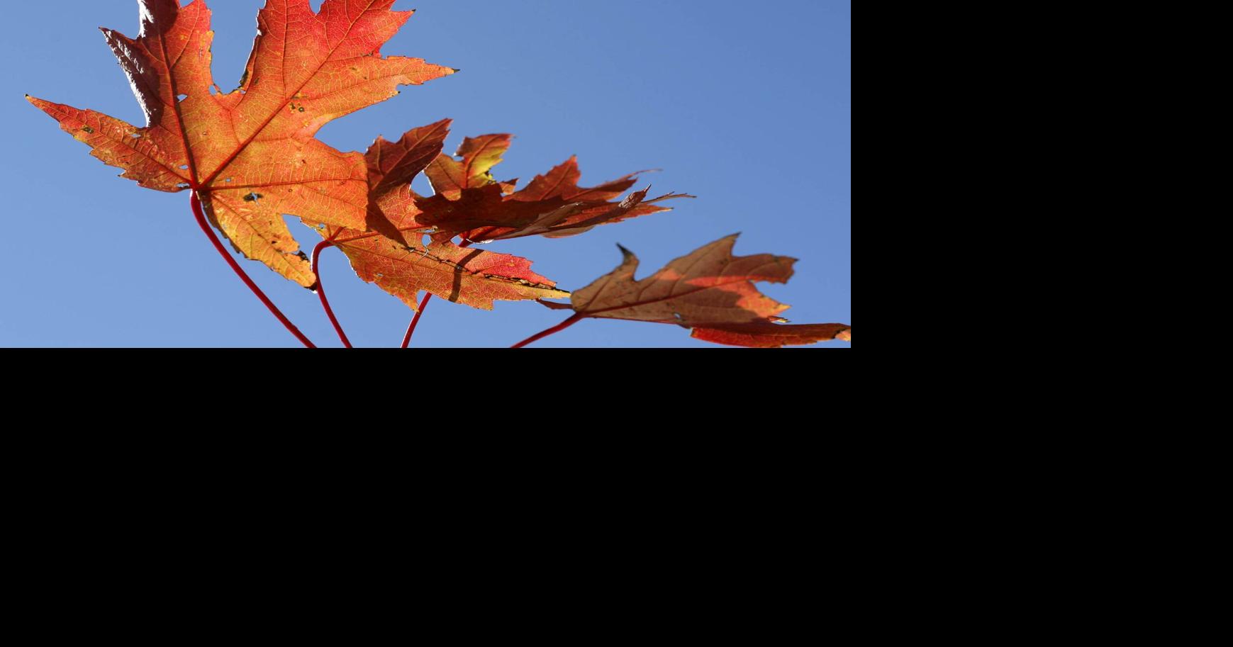 Why do leaves drop from trees?