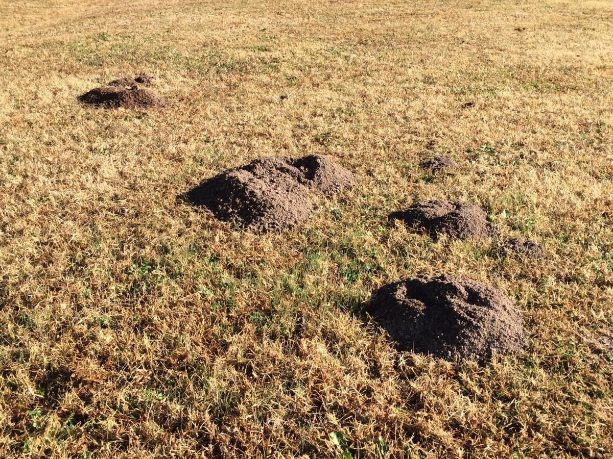 How to rid your yard of gophers, moles