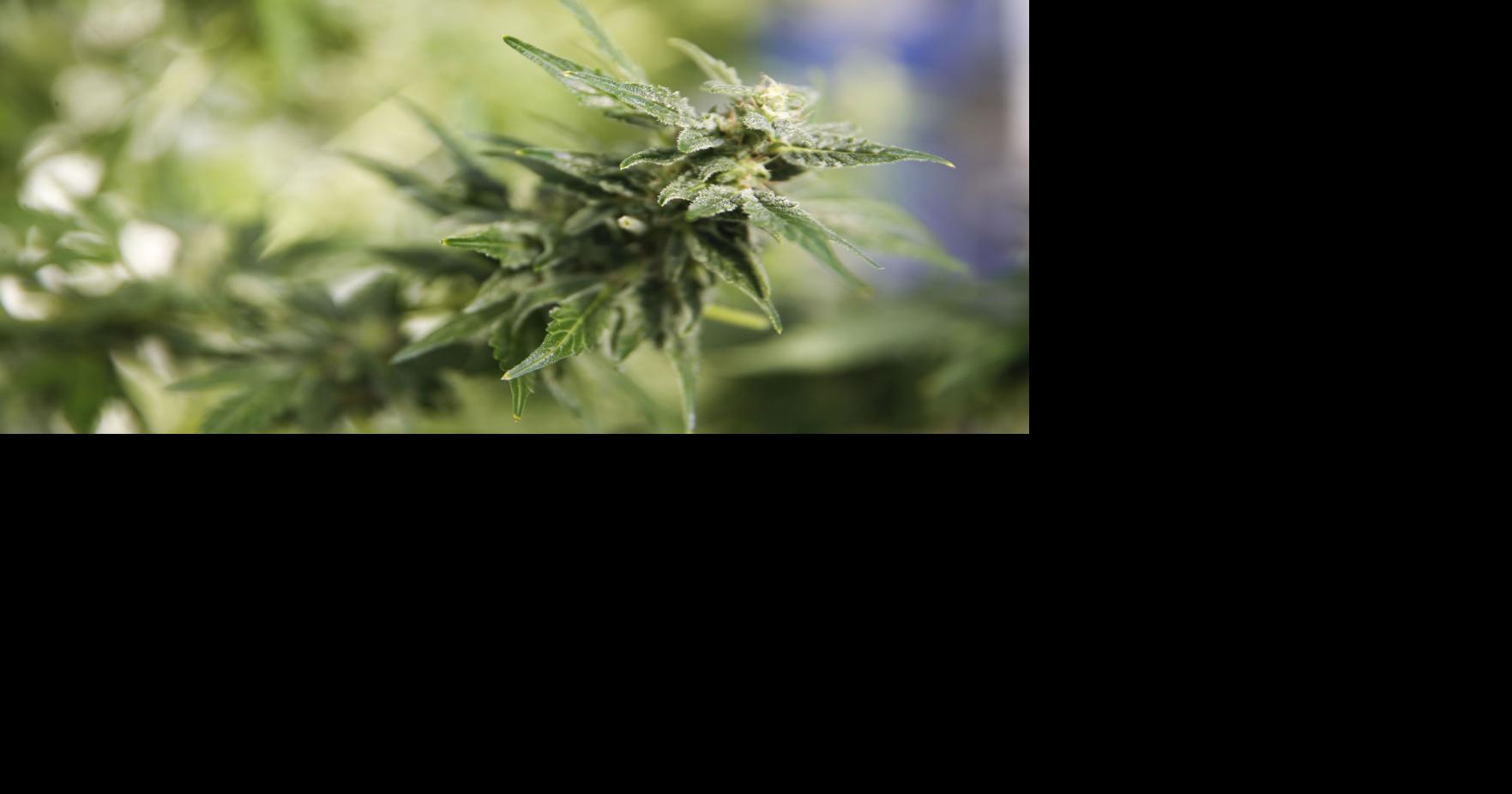 Medical marijuana 'Unity Bill' headed on to governor after easy passage ...