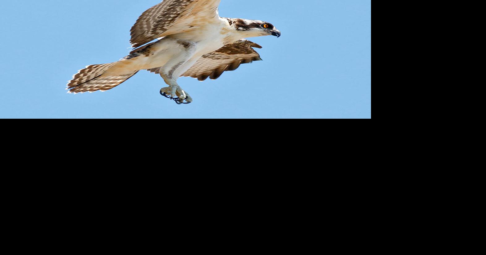 Bird Watch: Ospreys becoming more common in Oklahoma