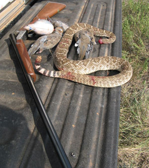 Watch out for snakes on way to deer stands