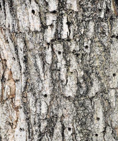 Master Gardener: Insect borers can cause extensive damage to trees