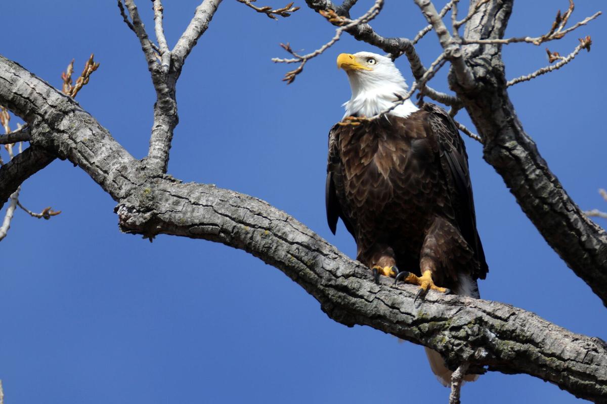 The Moment: Bald eagle sits for a closeup