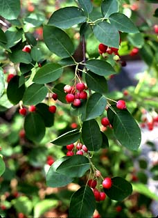 Downy serviceberry plant a bright, tasty draw for wildlife