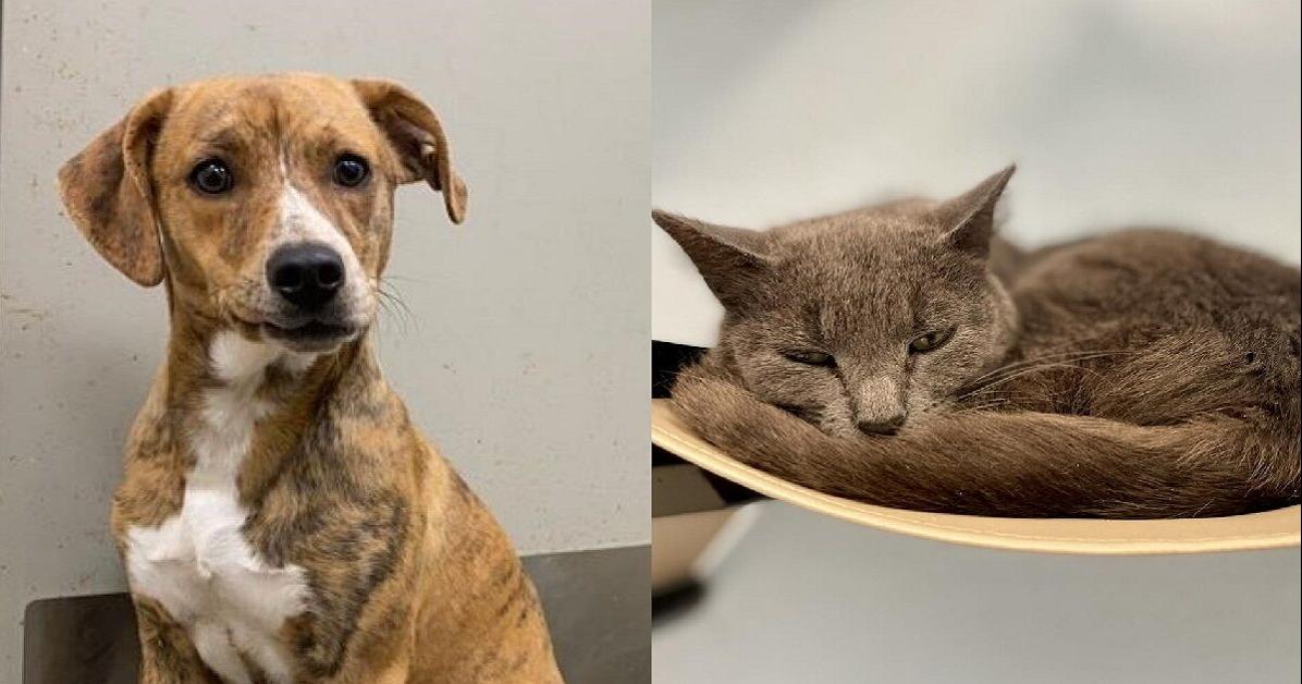 Meet 33 adoptable dogs and cats looking for love in the Tulsa area