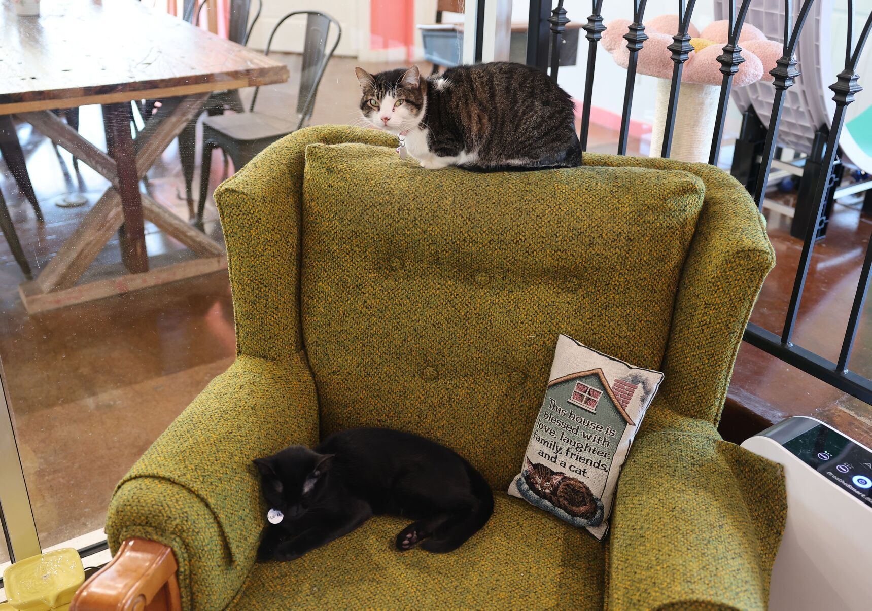 First cat cafe, Don't Stress Meowt, opens in Tulsa