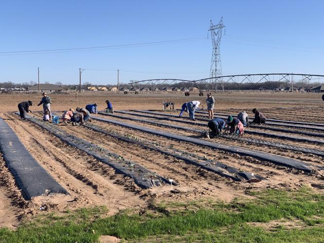 When to plant vegetables in spring