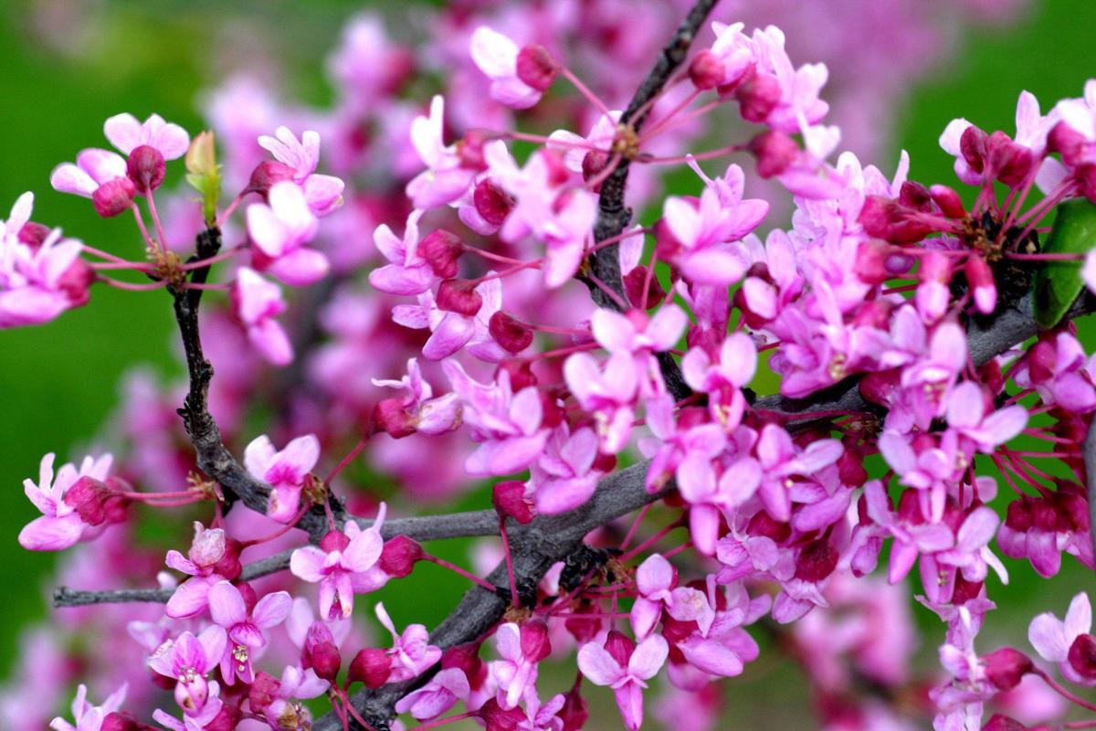Barry Fugatt: Redbud wins battle for state tree | Home & Garden ...