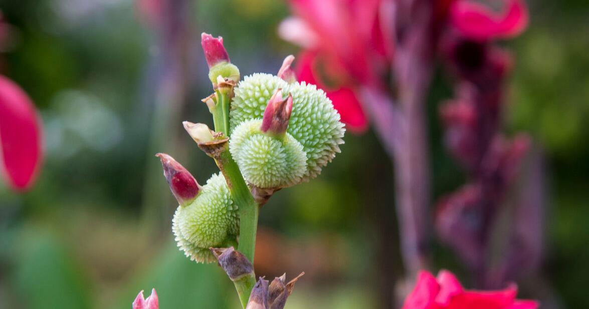 How to start canna plants from seed, and tips for care