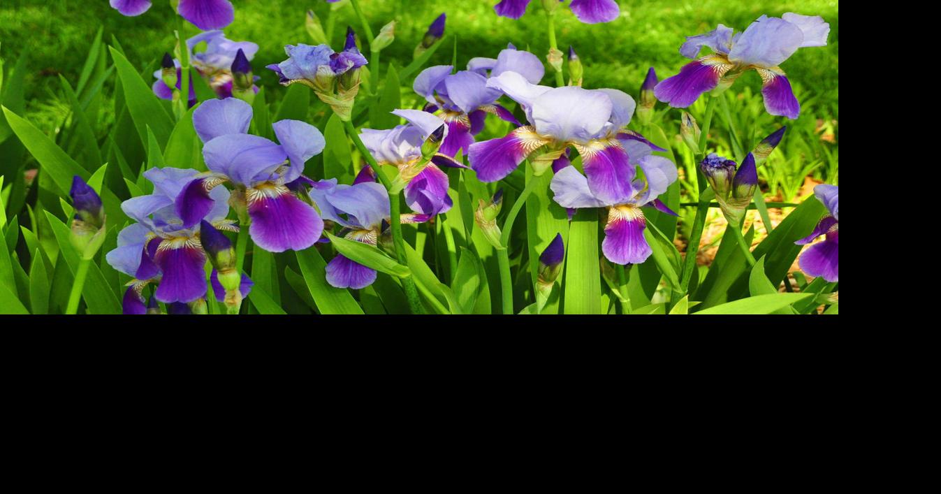 How do you divide crowded iris flowers