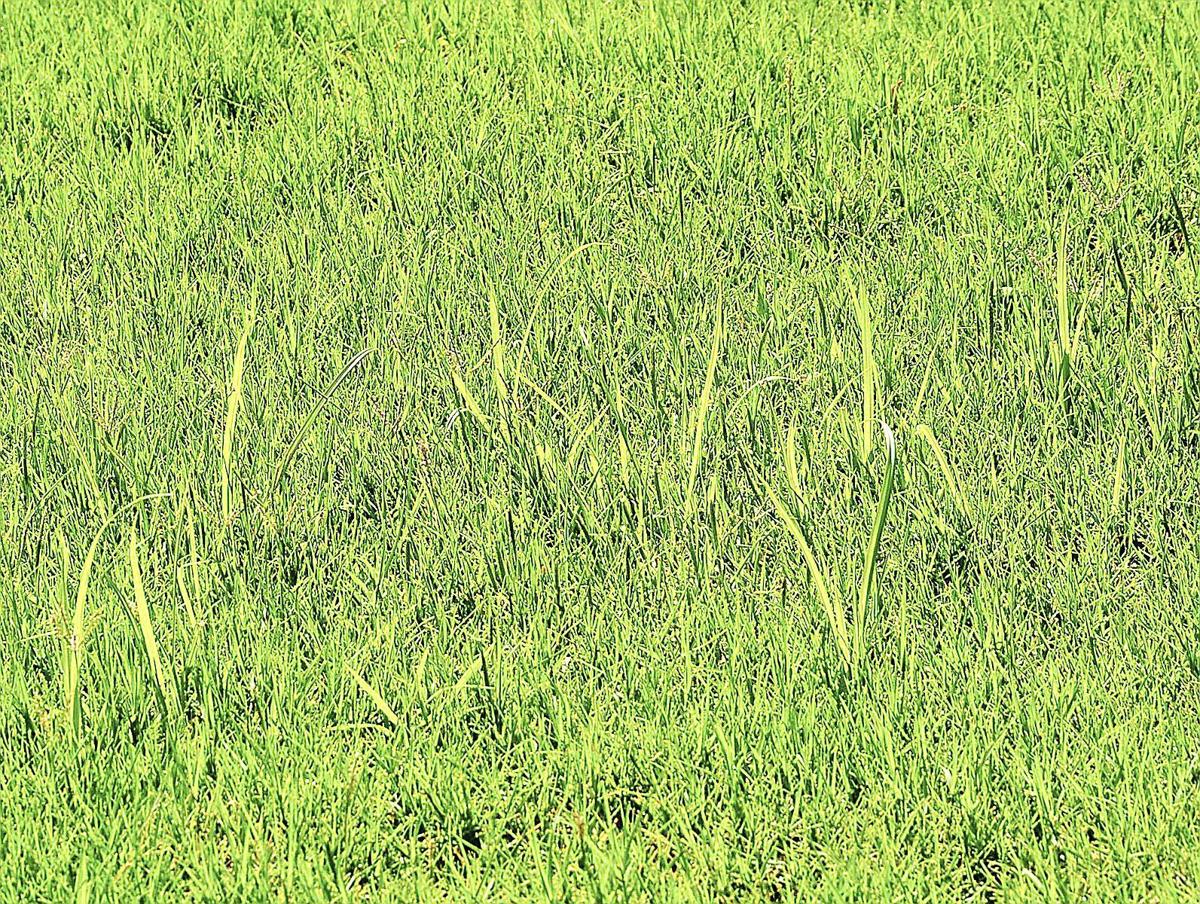 Master Gardener: Control nutgrass with two summer herbicide ...