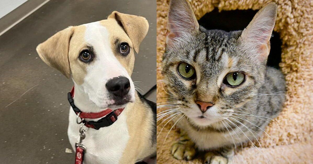 Pawsitively adorable: Meet 42 adoptable dogs and cats looking for love ...
