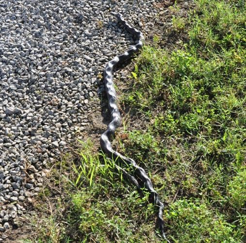 Rat snakes sometimes freeze with 'kinked' posture