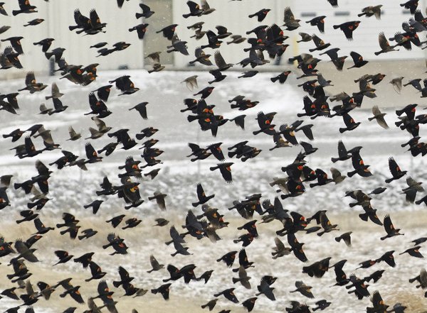 The rhyme and reason of patternicity