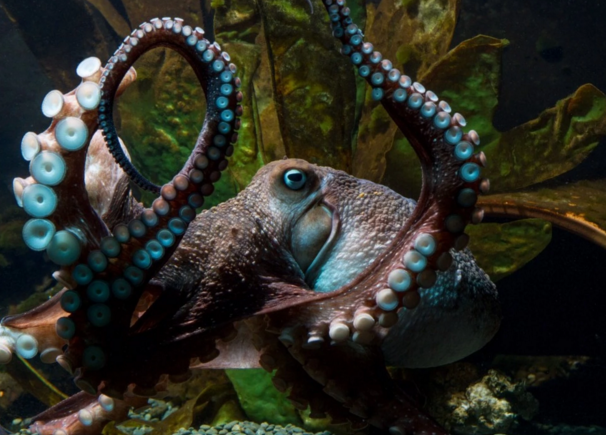 Octopus slips out of aquarium tank, crawls across floor, escapes down ...