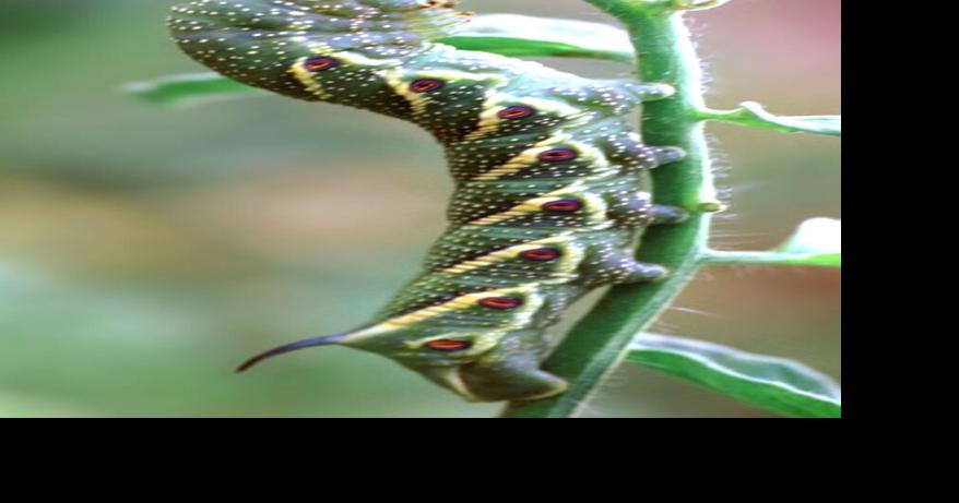 Master Gardener: More options for Earth-friendly pest control