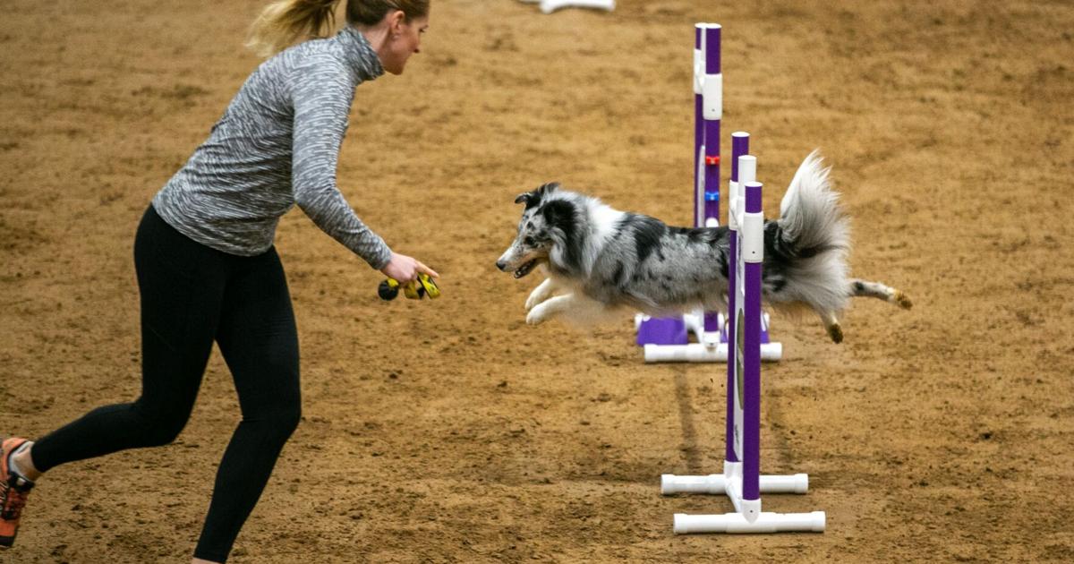 Tulsa Hosts AKC National Agility Championship tulsa-hosts-akc-national-agility-championship