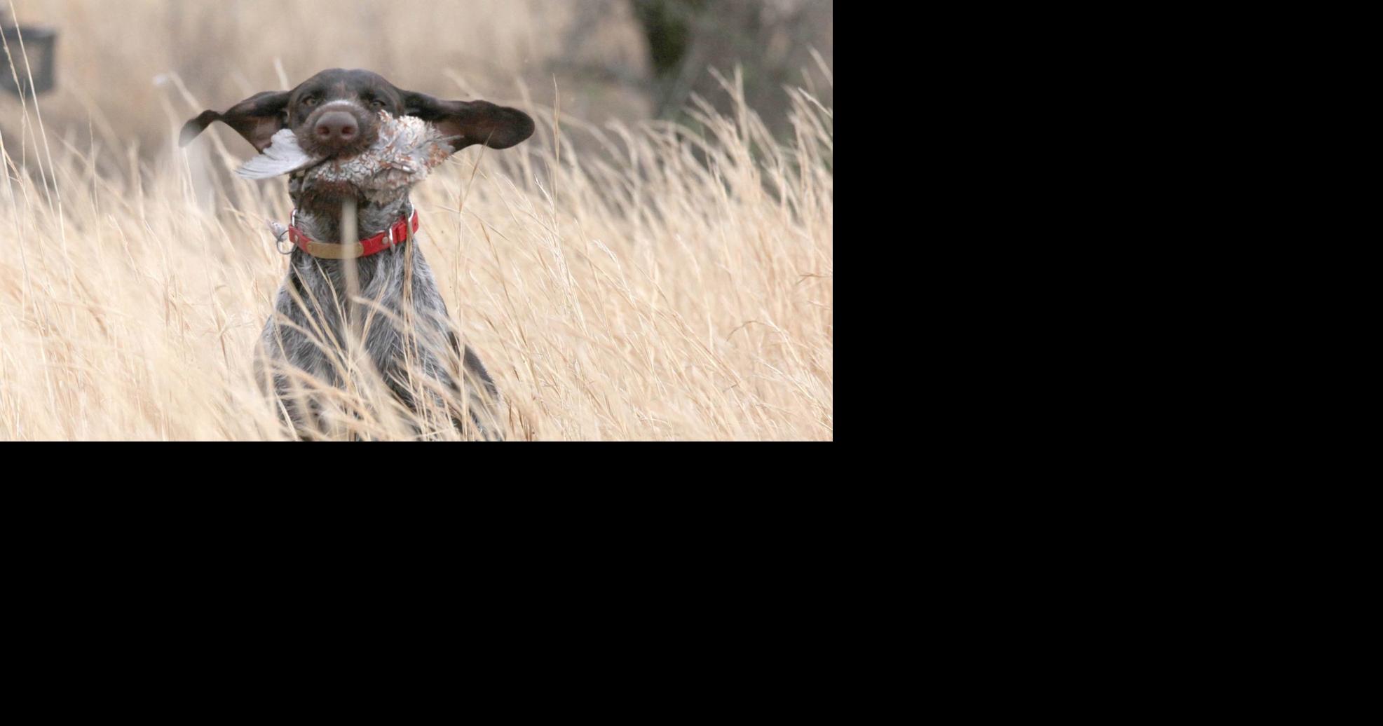 Photo Gallery: Hunting dog spring training sessions