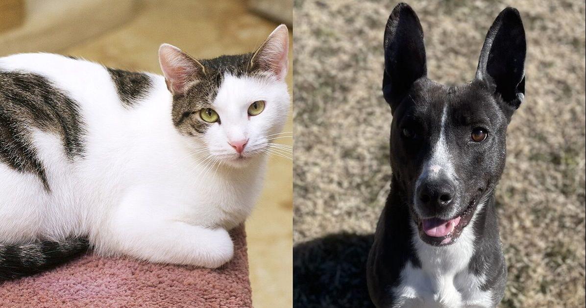 Meet 35 adoptable dogs and cats looking for love in the Tulsa area