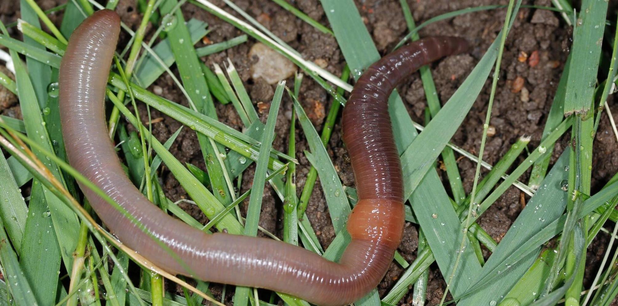 Master Gardener: Here's why you want plenty of worms in your garden