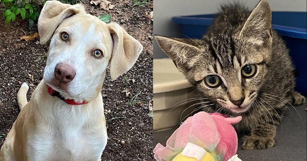 Pawsitively adorable: Meet 40 adoptable dogs and cats looking for love ...