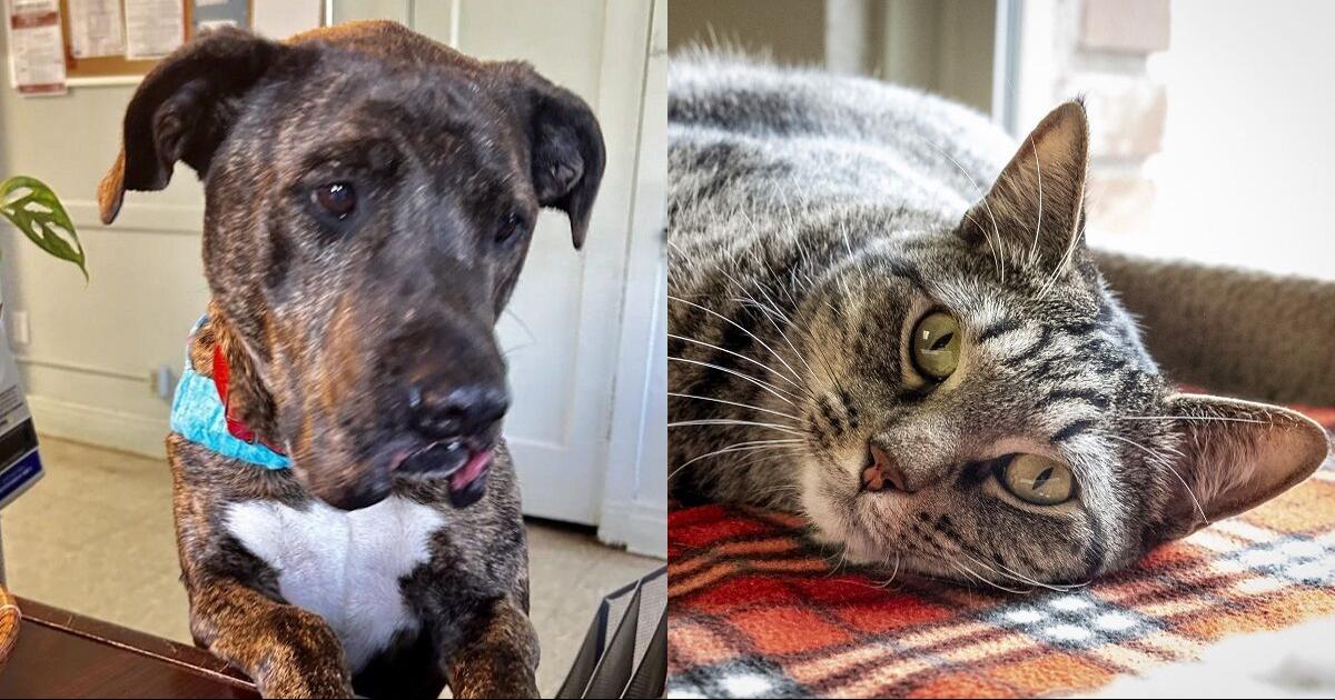 Tulsa Oklahoma area dogs and cats available to adopt