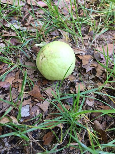 Master Gardener: Mites and insects cause most galls on trees and plants