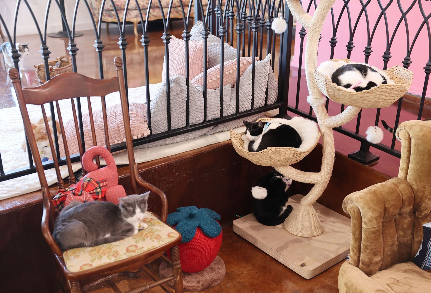 First cat cafe, Don't Stress Meowt, opens in Tulsa