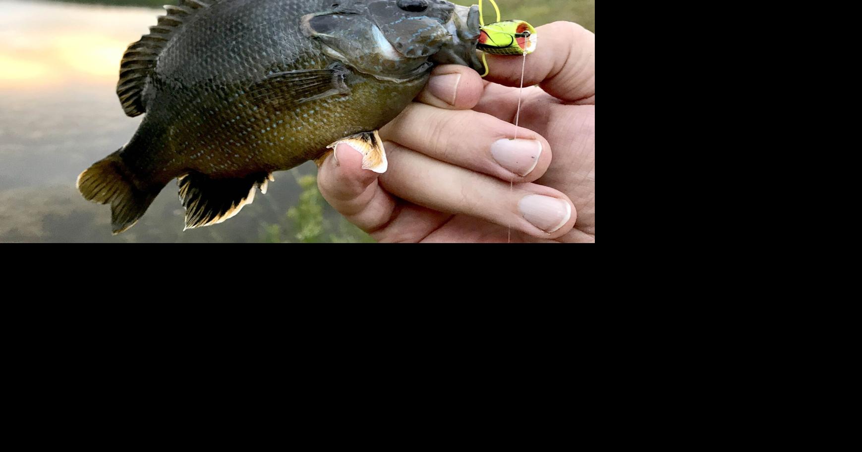 Gallery: 19 Oklahoma fish species caught on a fly rod. Can you ID them?