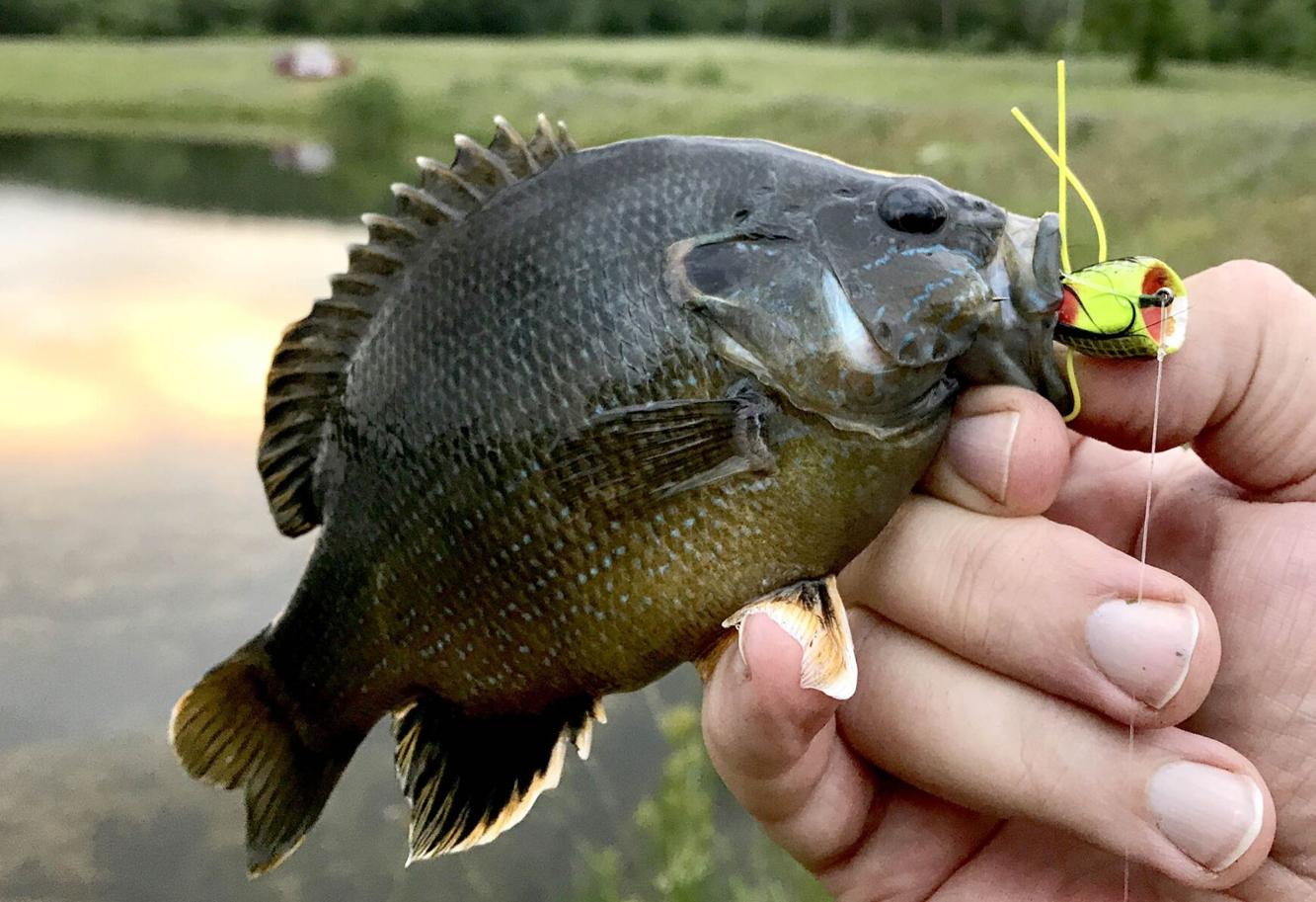 Gallery: 19 Oklahoma fish species caught on a fly rod. Can you ID them?