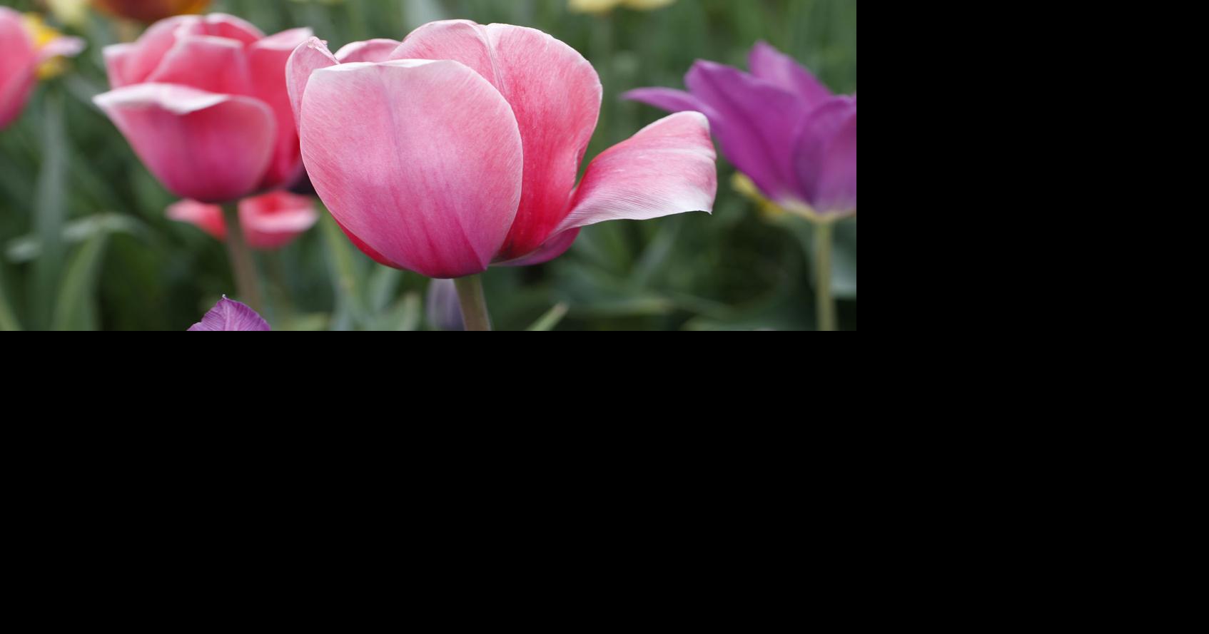 Making the cut: How to properly transport cut flowers from your garden ...