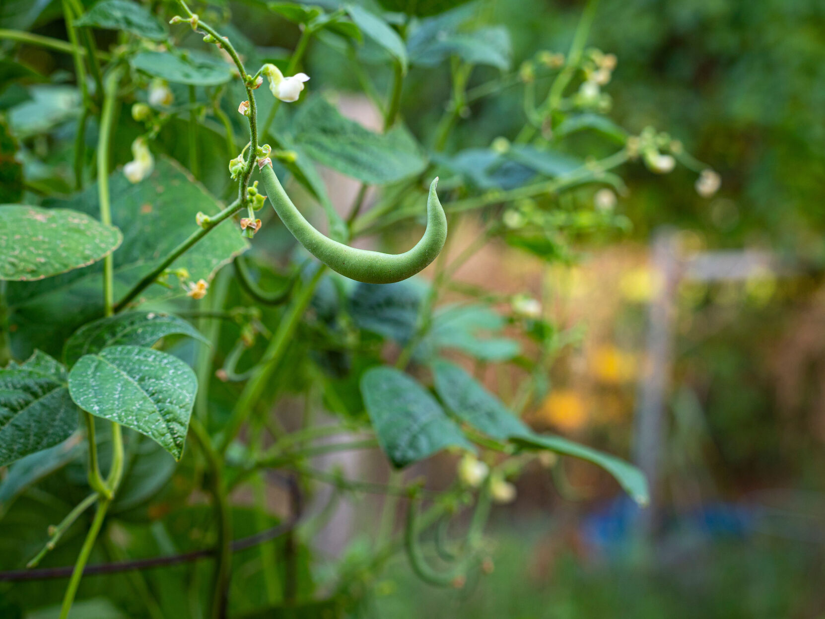 How to grow beans in your home garden all season long