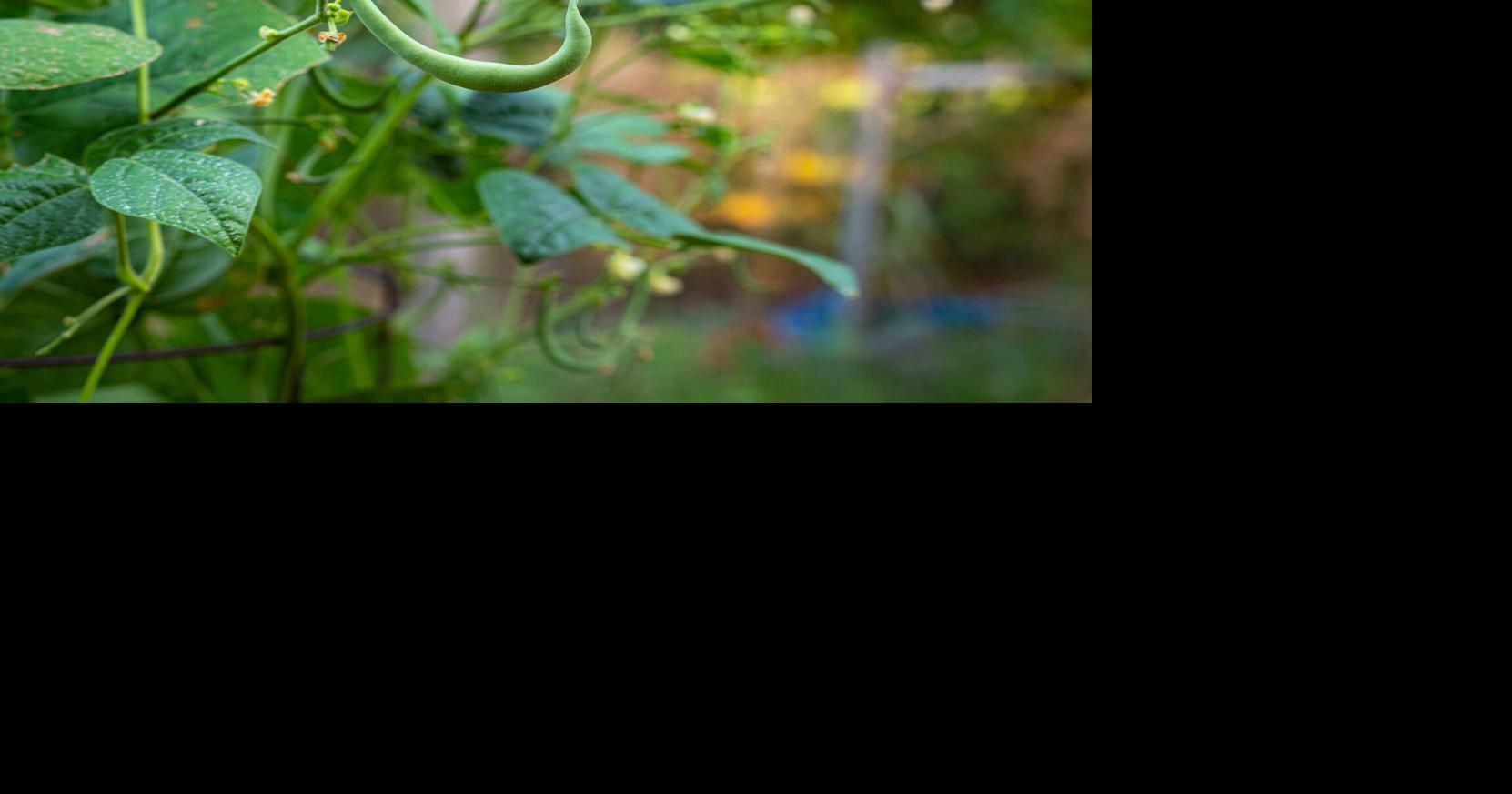 How to grow beans in your home garden all season long