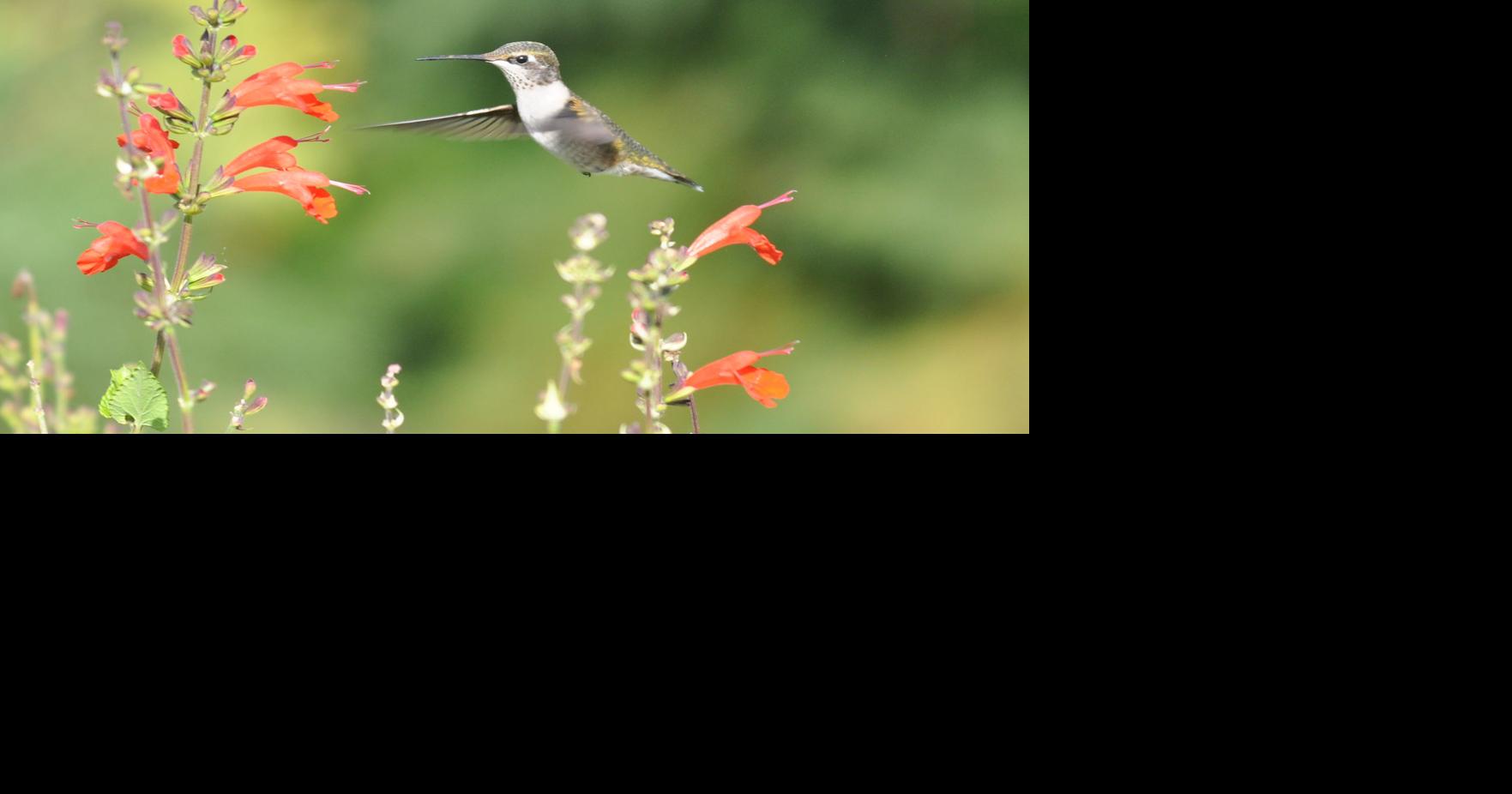 Master Gardener: All about hummingbirds and how to attract them to your ...