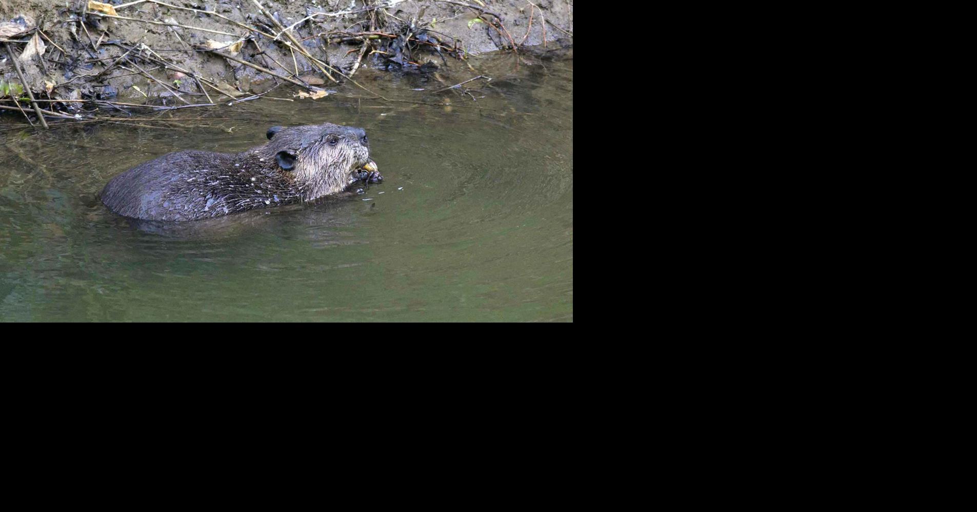 Why a beaver crosses the road, and other car-thumping wonders of spring