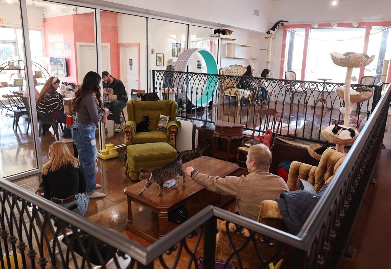 First cat cafe, Don't Stress Meowt, opens in Tulsa