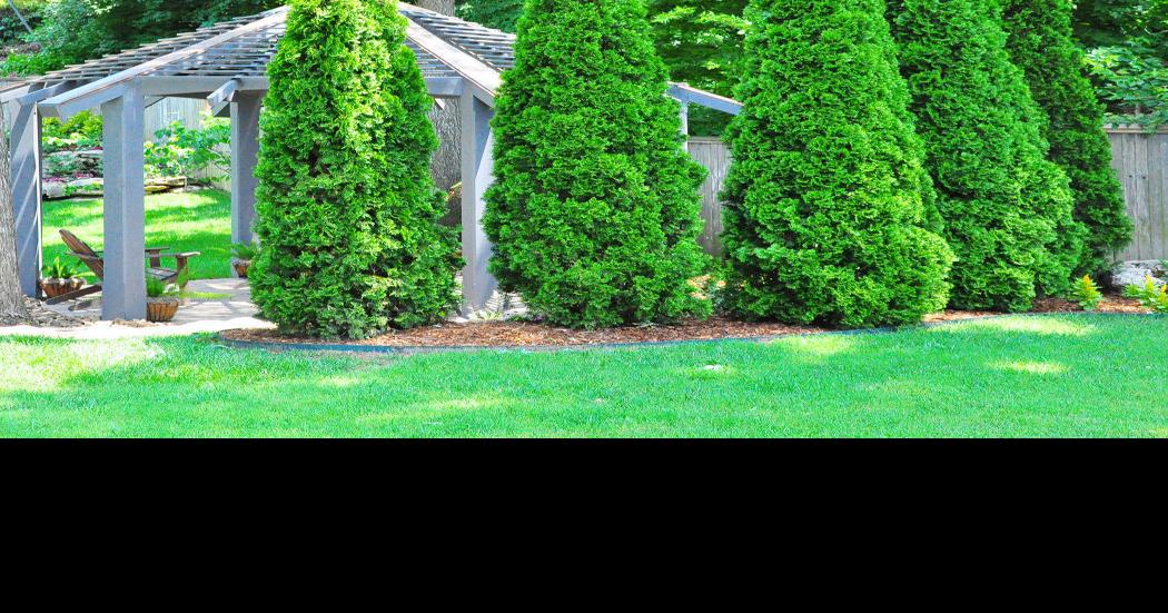 Master Gardener: Slender trees work well for smaller landscapes