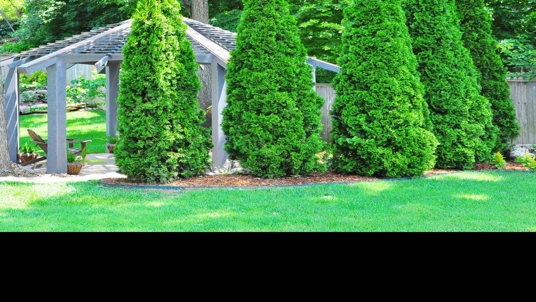 Master Gardener: Slender trees work well for smaller landscapes | Home ...