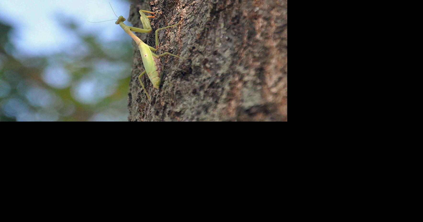 how to cook praying mantis