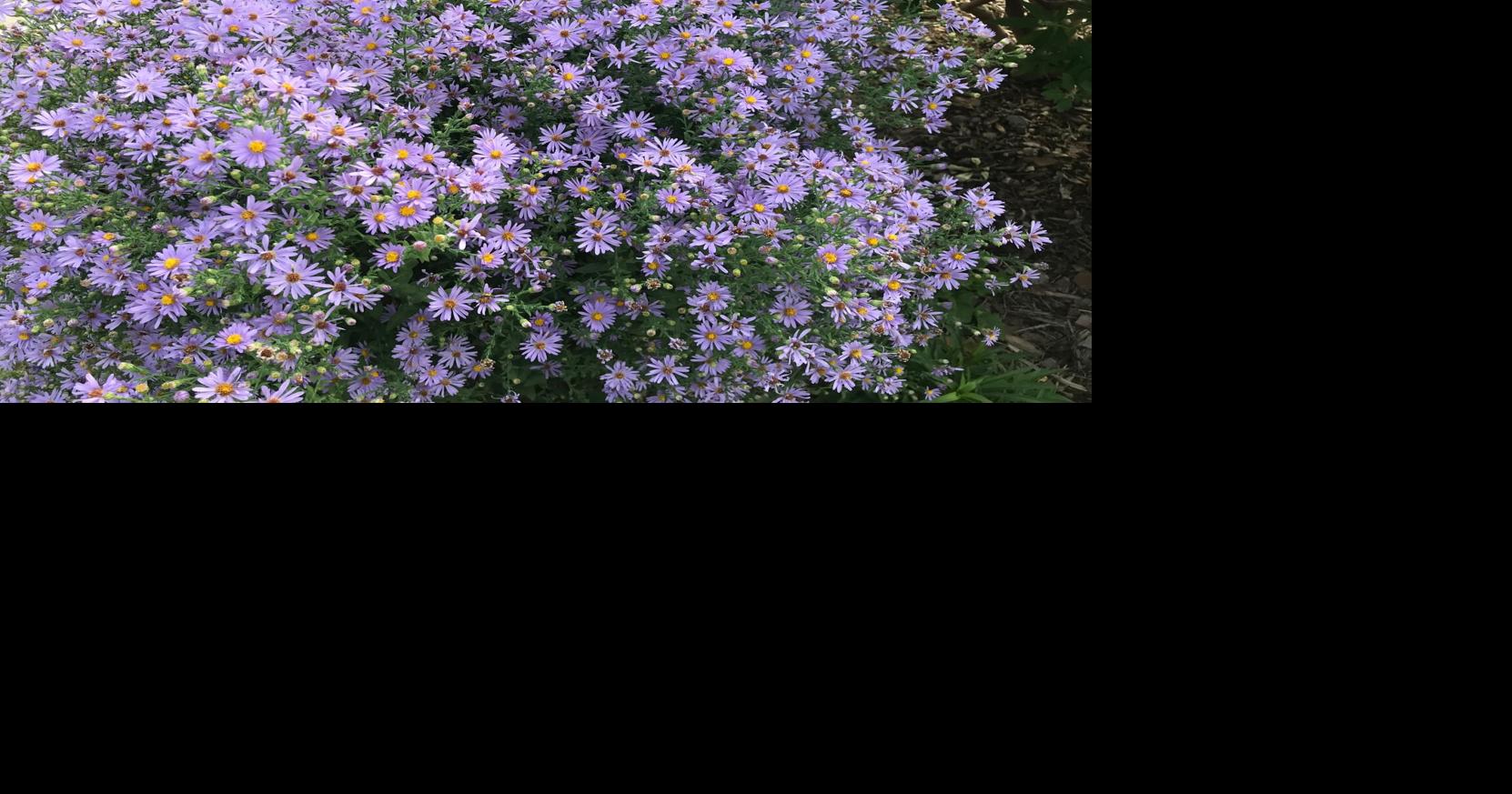 Barry Fugatt: Aromatic asters are sensational fall bloomers