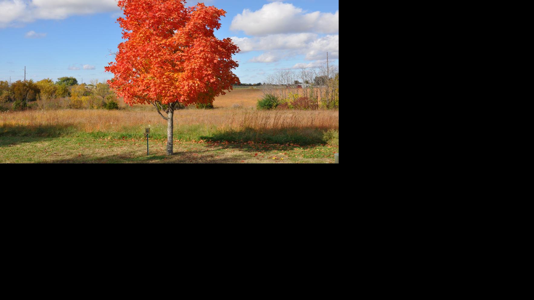 Sugar Maple in fall foliage | News | tulsaworld.com
