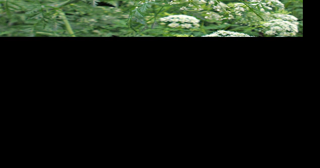 How to identify and get rid of poison hemlock