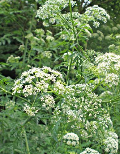 How to identify and get rid of poison hemlock