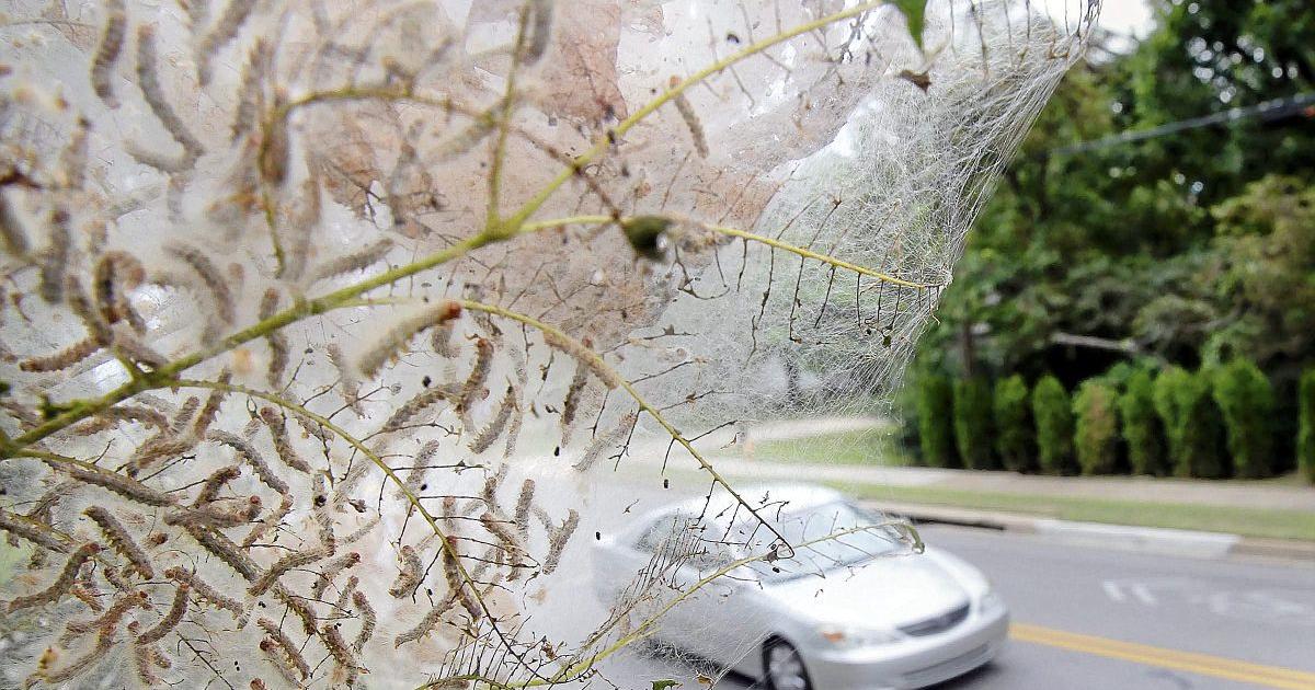 What are webworms, and what can you do about them?