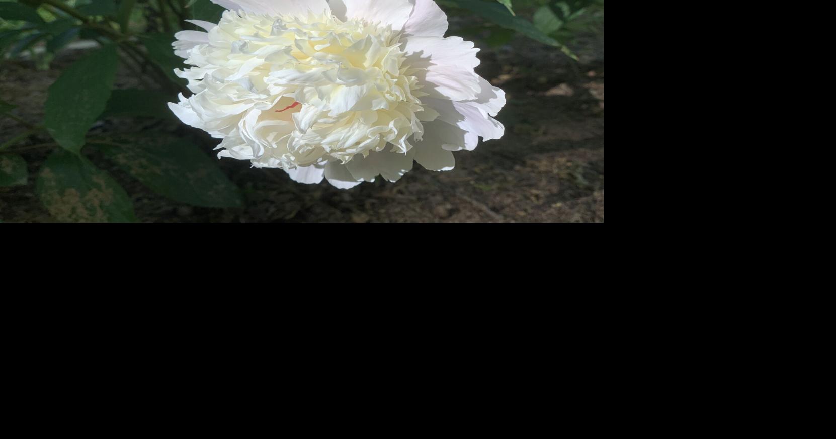 Master Gardener: Easy-to-grow peonies putting on a big show this year